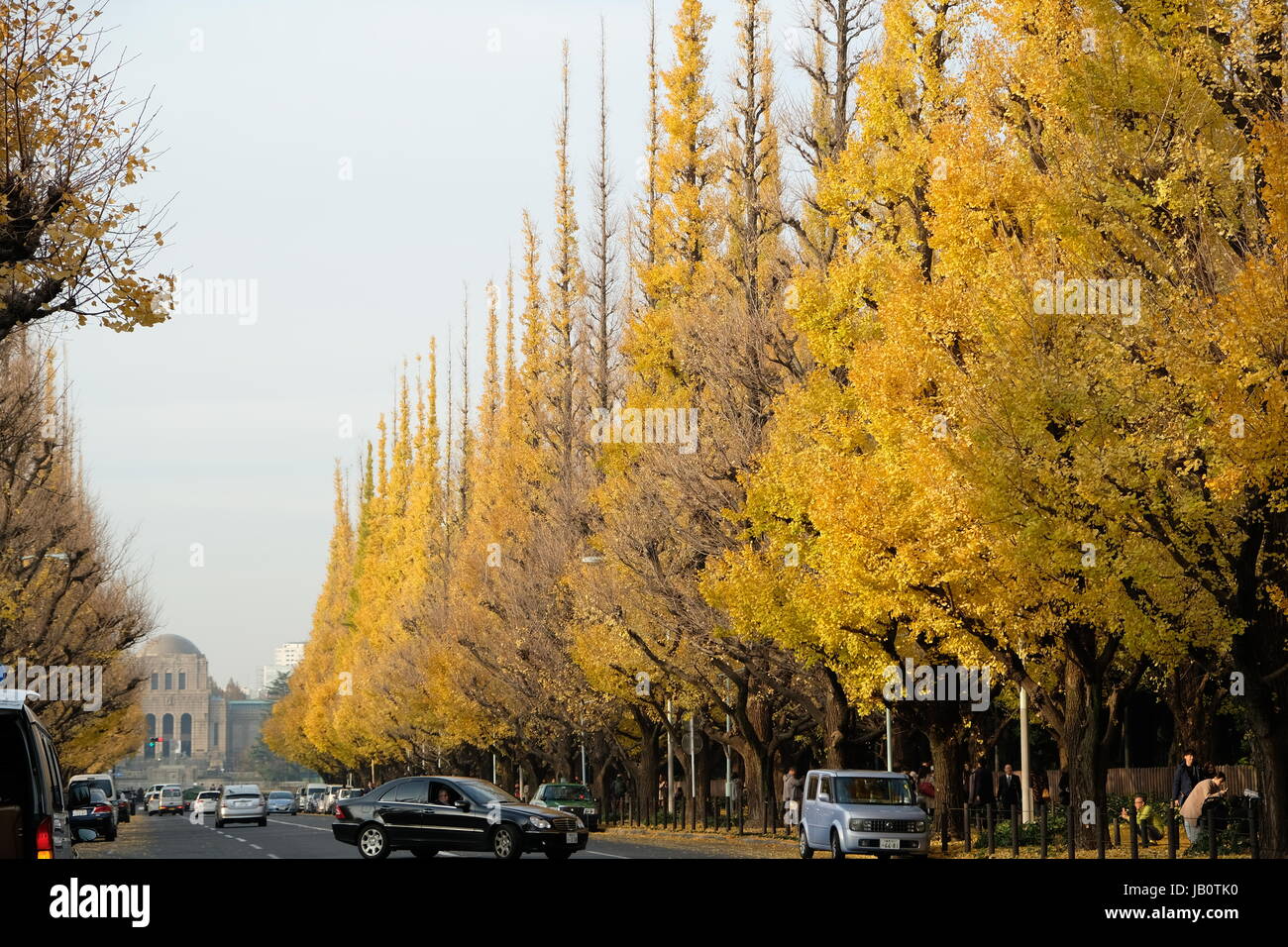 the famous golden trees street in Tokyo Stock Photo - Alamy