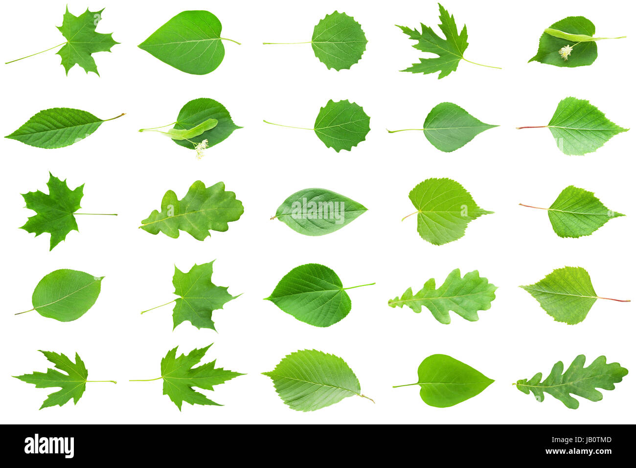 Set of Green Leaves isolated on white background Stock Photo - Alamy