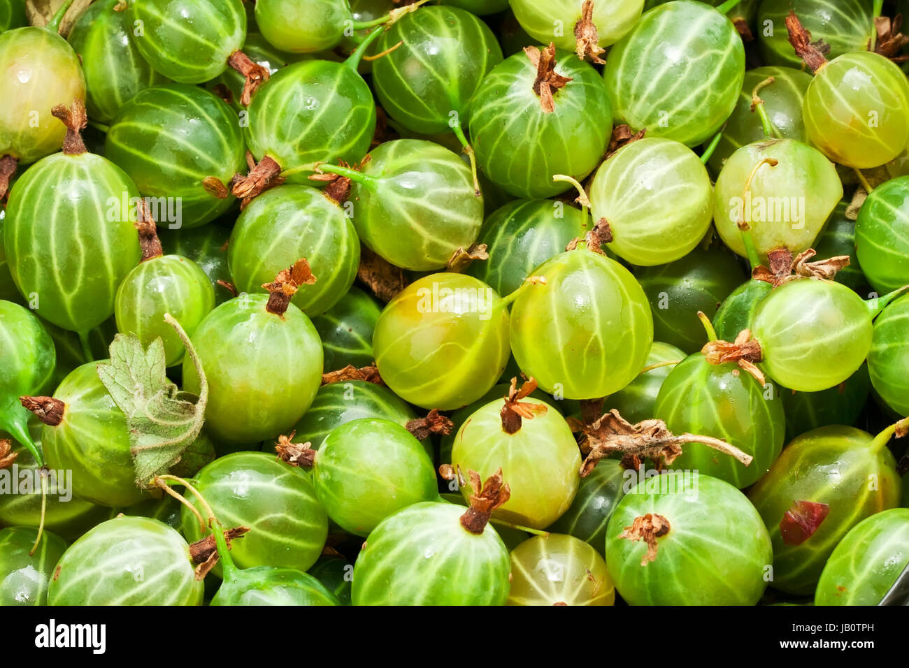 Fresh green gooseberries making full frame background Stock Photo - Alamy