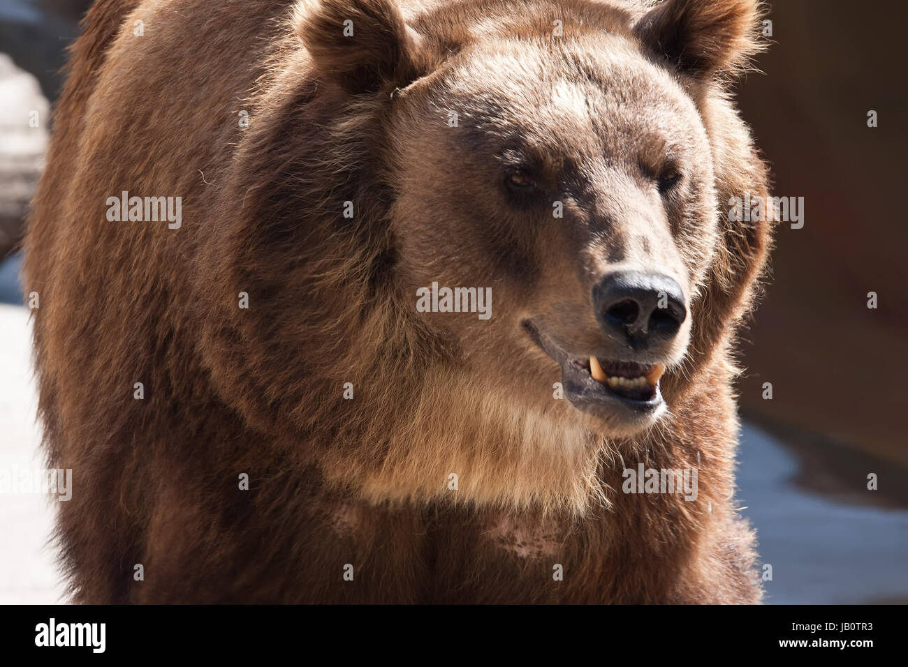 Beautiful photo of big and strong brown Bear in zoo Stock Photo - Alamy