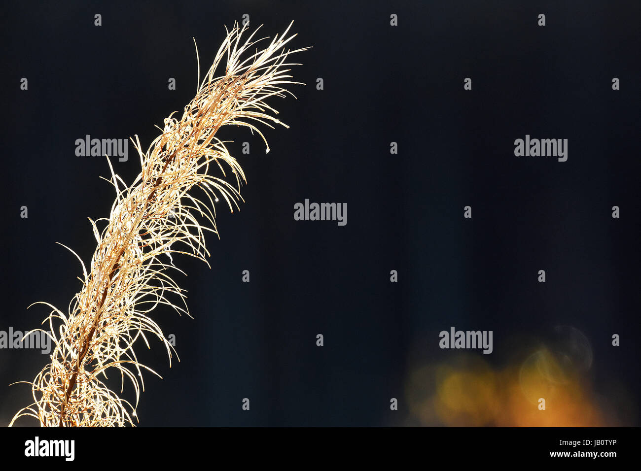 woodland Leaves in the sunlight , devon, Uk Stock Photo - Alamy