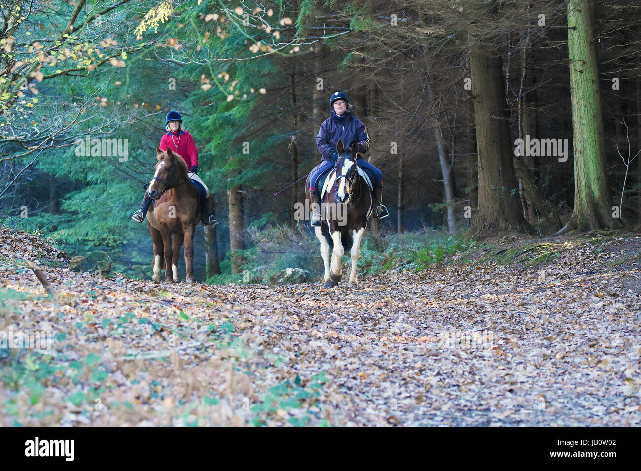 Horse riders ride through Plym Bridge woods, Devon Stock Photo - Alamy