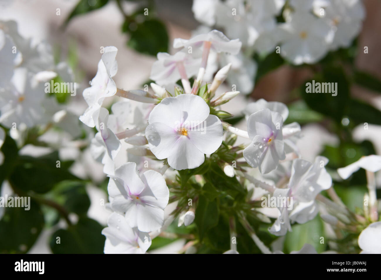 Beautiful white phlox flowers bloom in the garden Stock Photo - Alamy