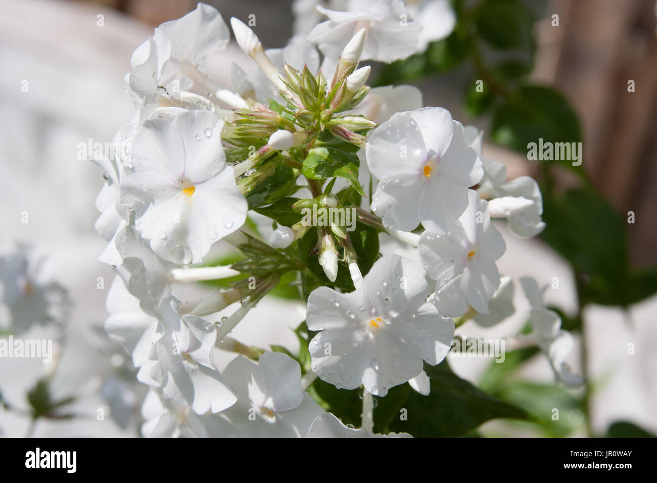 Beautiful white phlox flowers bloom in the garden Stock Photo - Alamy