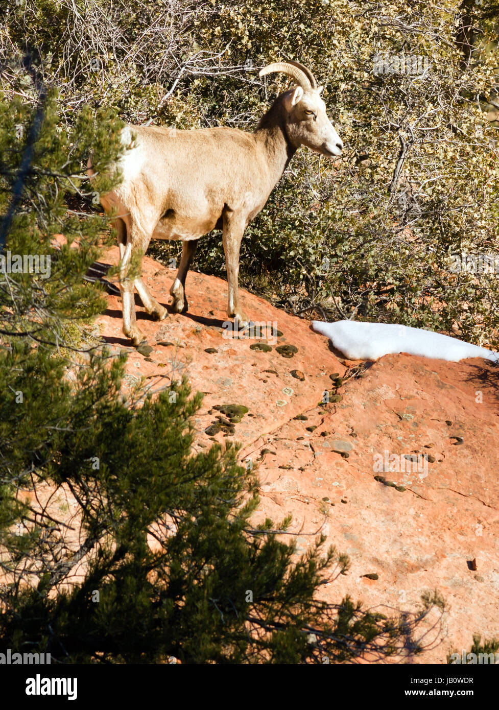 Wild Animal Alpine Mountain Goat Sentry Protecting Band Flank Forest ...