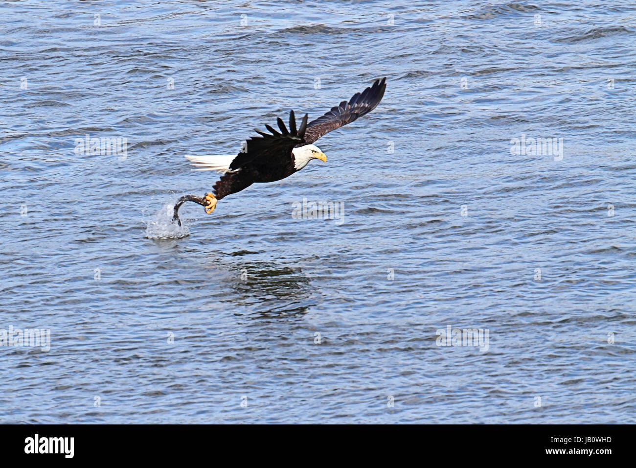 Adult Bald Eagle (haliaeetus leucocephalus) catching a fish in flight ...