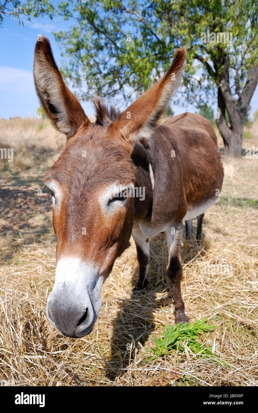 donkey is on the heat Stock Photo - Alamy