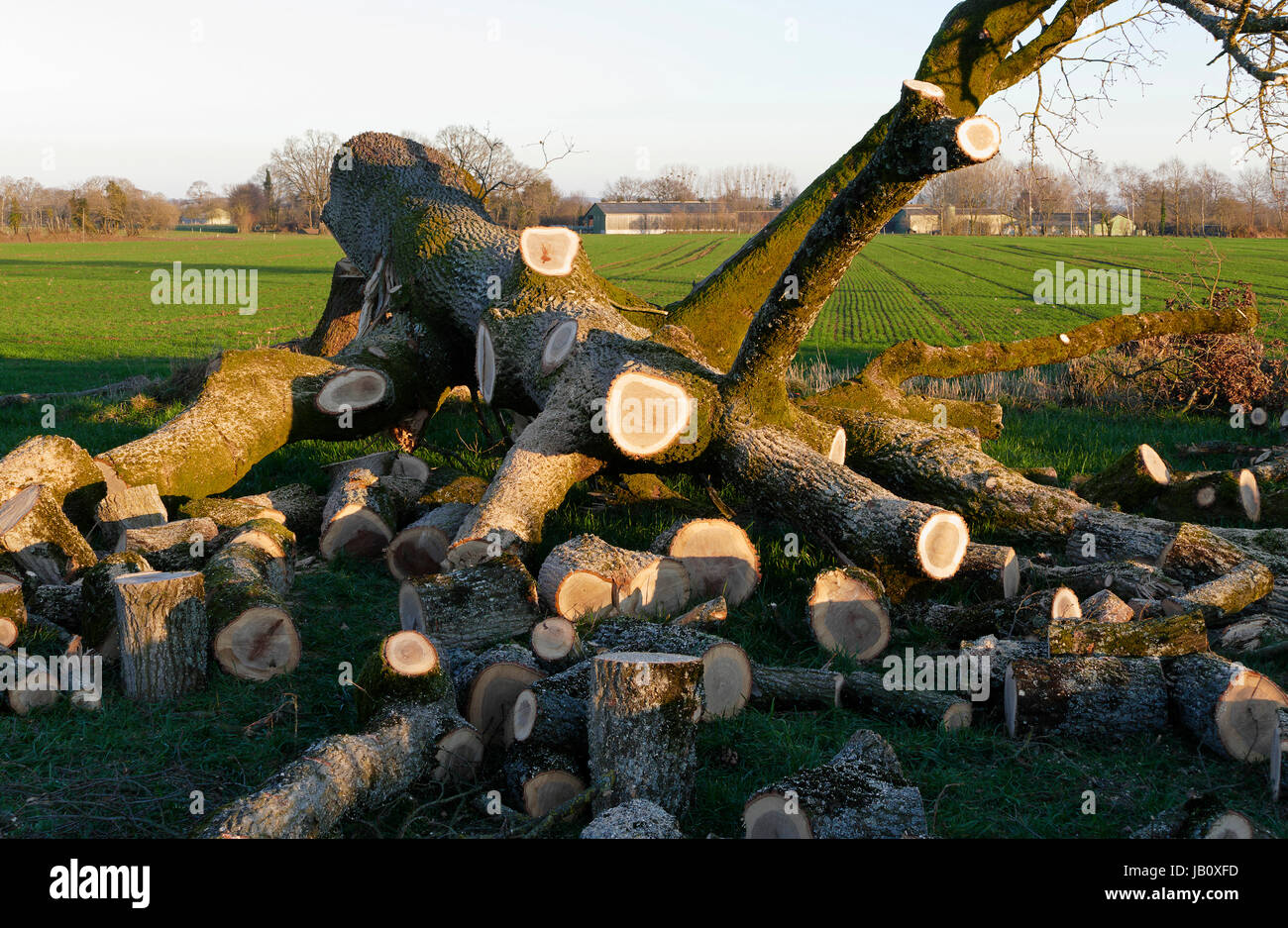 Slaughter of an oak tree, cutting of branches (North Mayenne, Loire ...