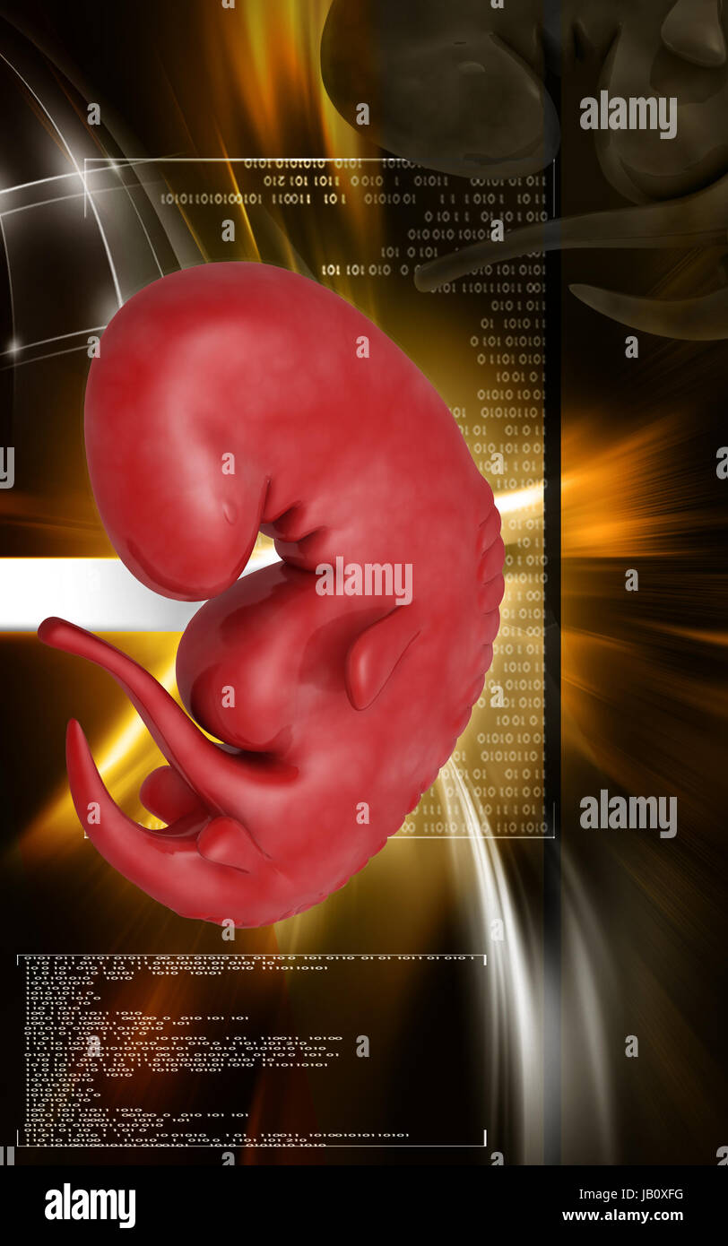 Placenta human scan hi-res stock photography and images - Alamy