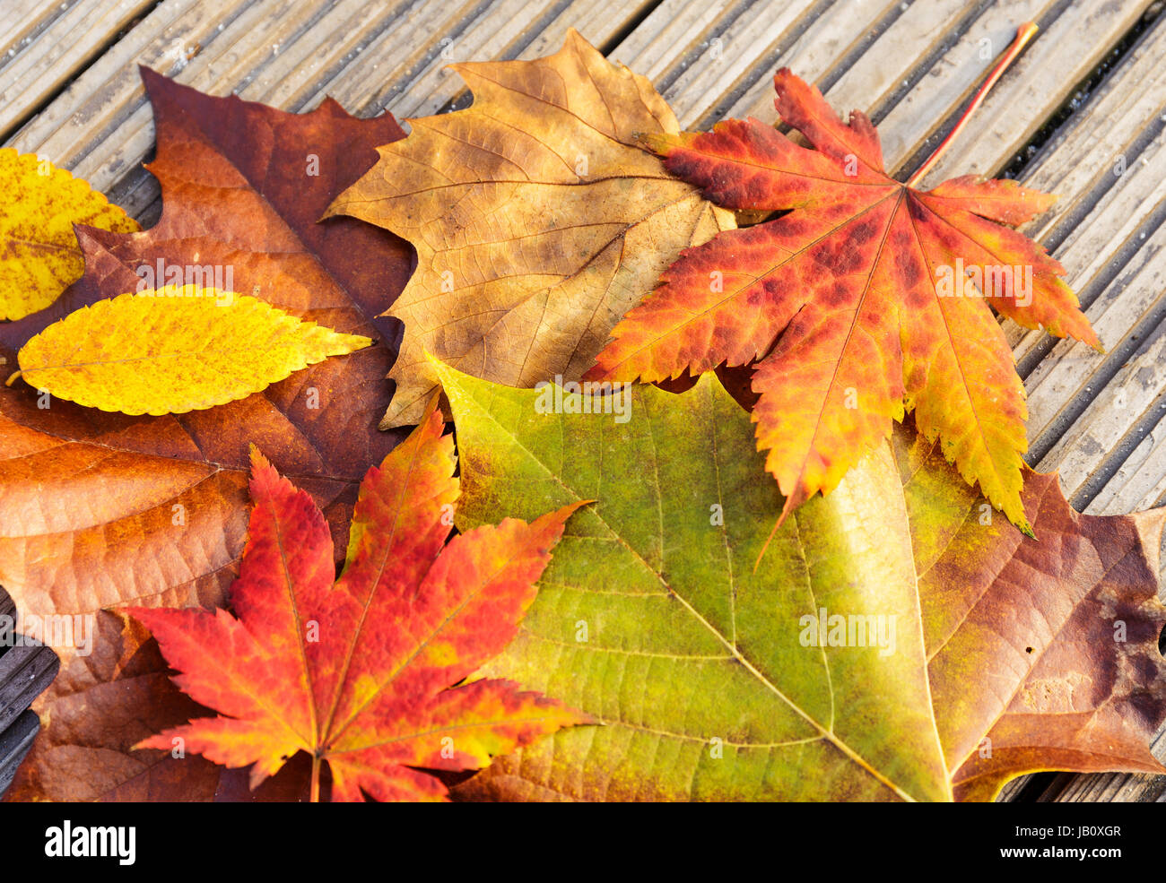 Dried maple leave Stock Photo - Alamy