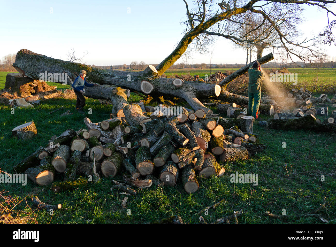 Cutting the tree hi-res stock photography and images - Alamy