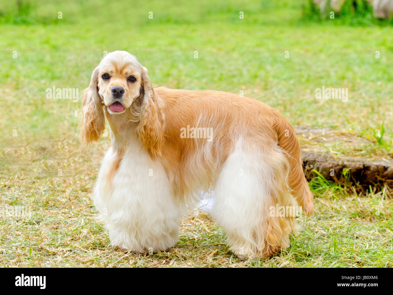 A small, young beautiful fawn, light cream and white American Cocker ...