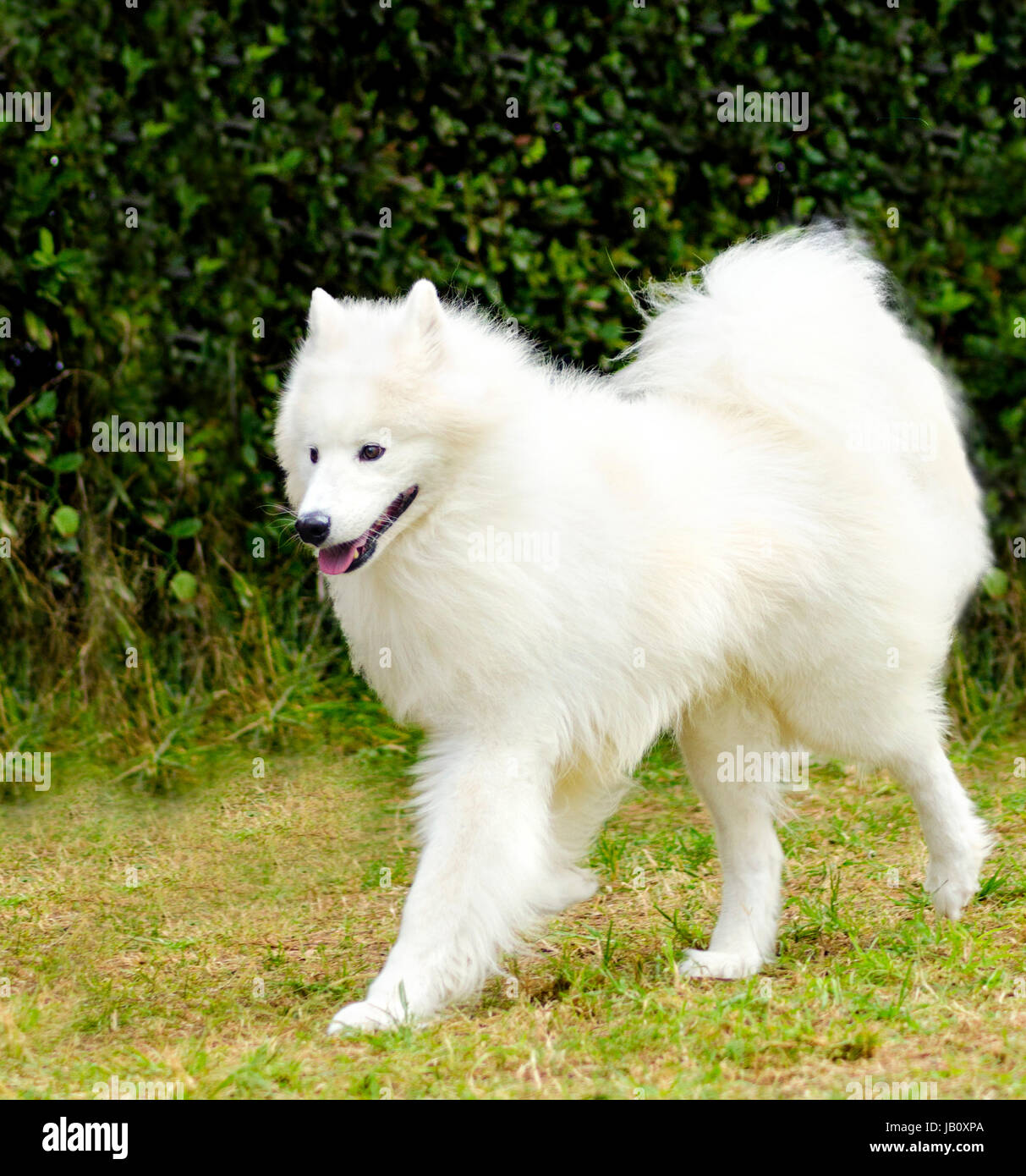 A young beautiful white fluffy Samoyed dog walking on the grass. The ...