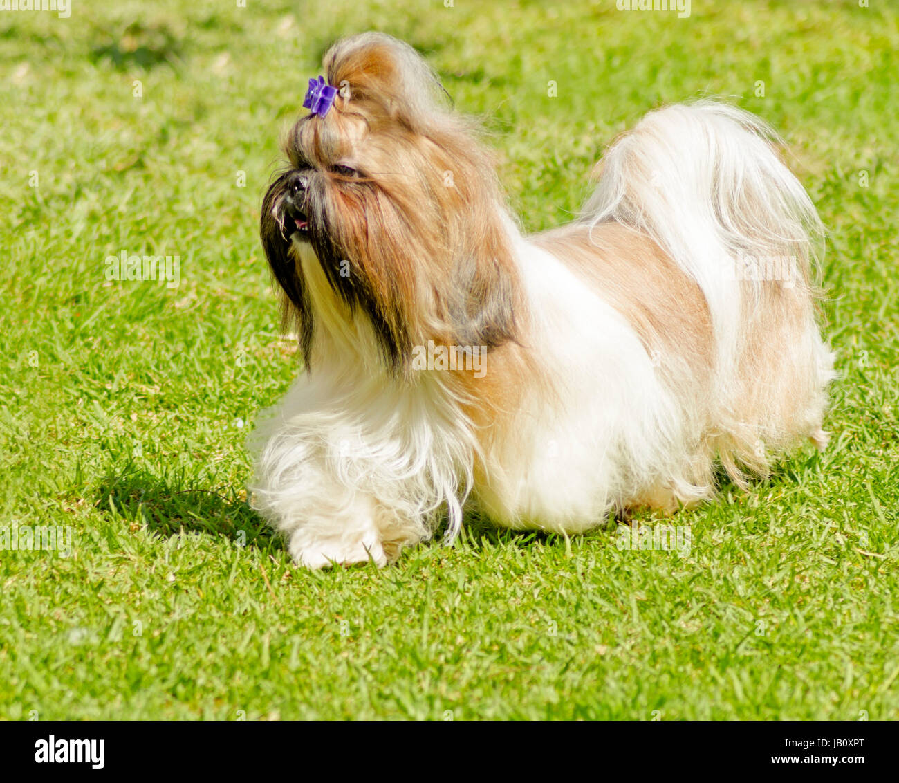A small young light brown, black and white tan Shih Tzu dog with a long ...