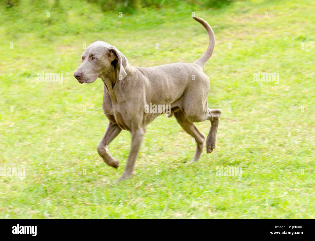 A young, beautiful, silver blue gray Weimaraner dog walking on the lawn ...