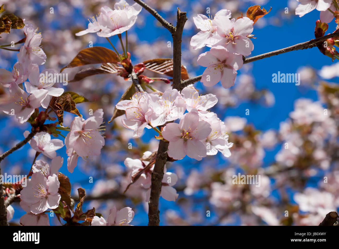 Beautiful pink flowers of Cherry blossom or Japanese Sakura in spring ...