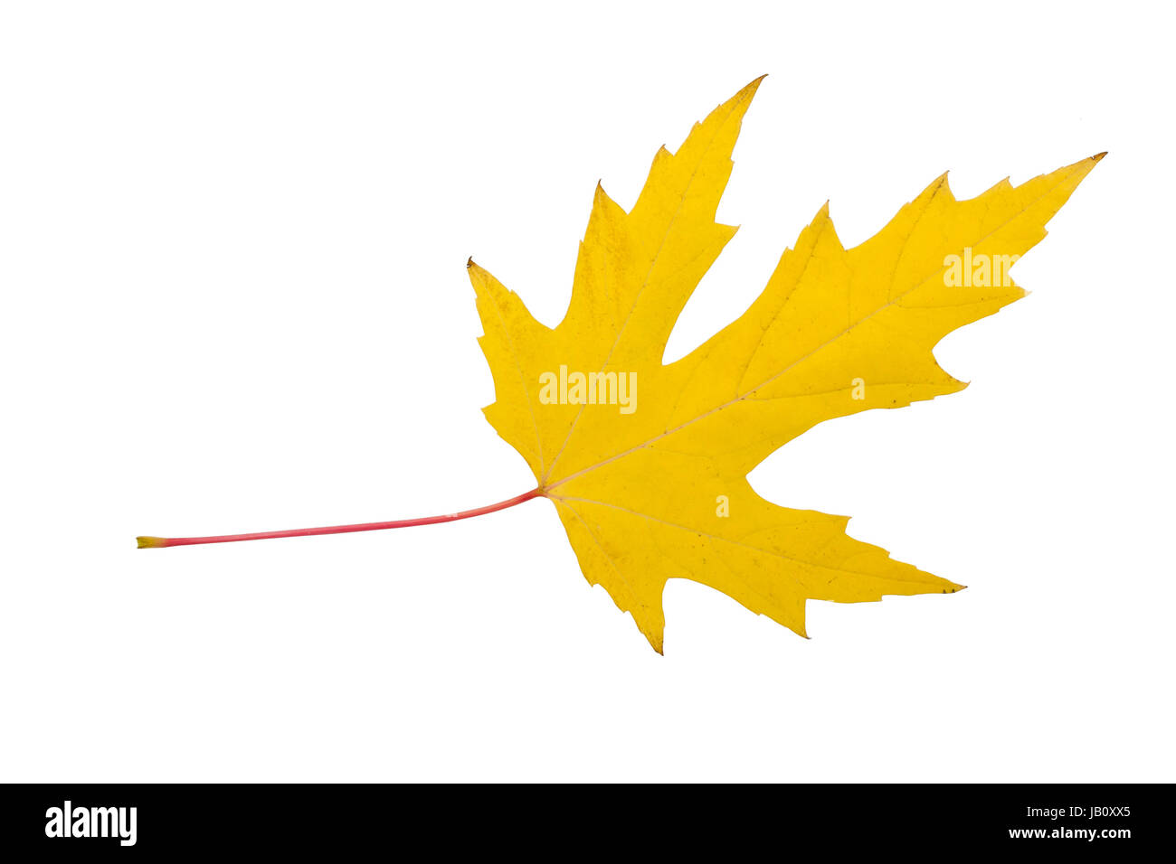 Beautiful maple leaf isolated on white background Stock Photo - Alamy