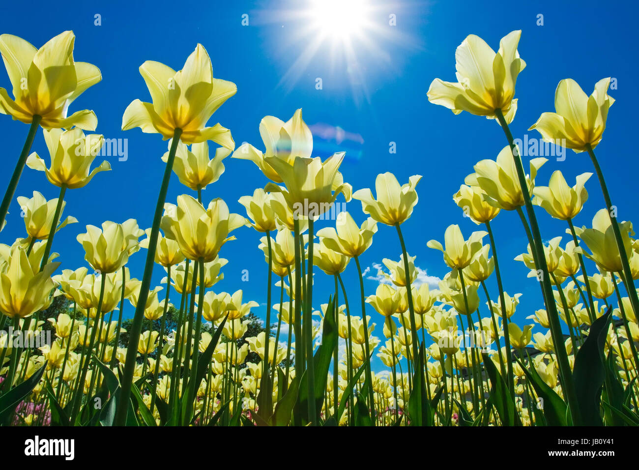 Beautiful colourful tulip flowers background in spring Stock Photo - Alamy