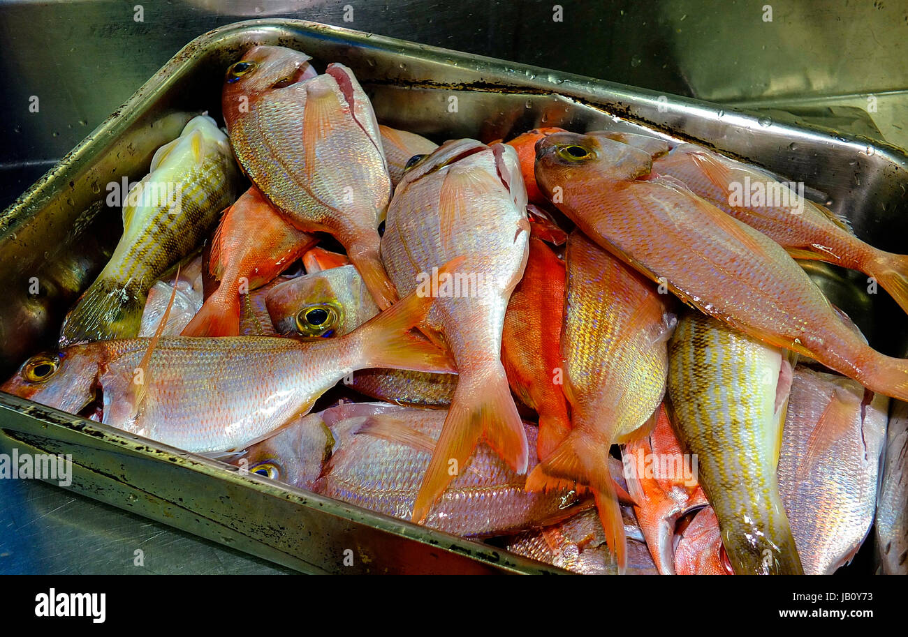 tropical fish ready to eat after a good fishing Stock Photo - Alamy
