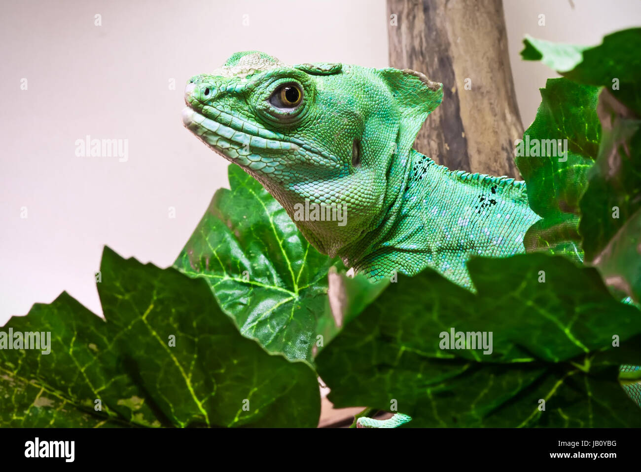 Beautiful close up photo of lizard Plumed basilisk Stock Photo - Alamy