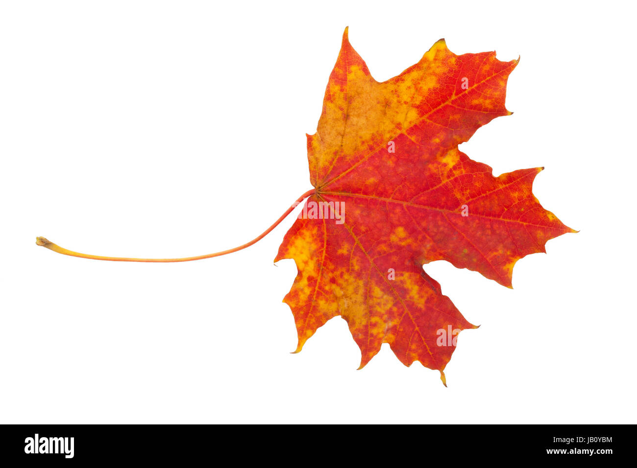 Beautiful maple leaf isolated on white background Stock Photo - Alamy