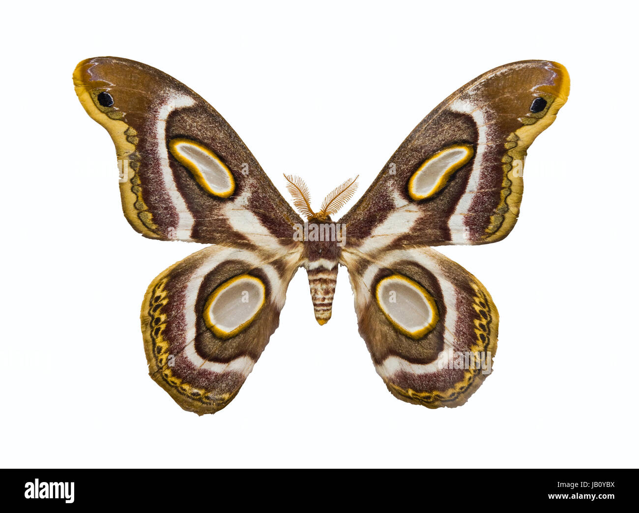 Beautiful tropical butterfly Epiphora Mythimnia isolated on white ...