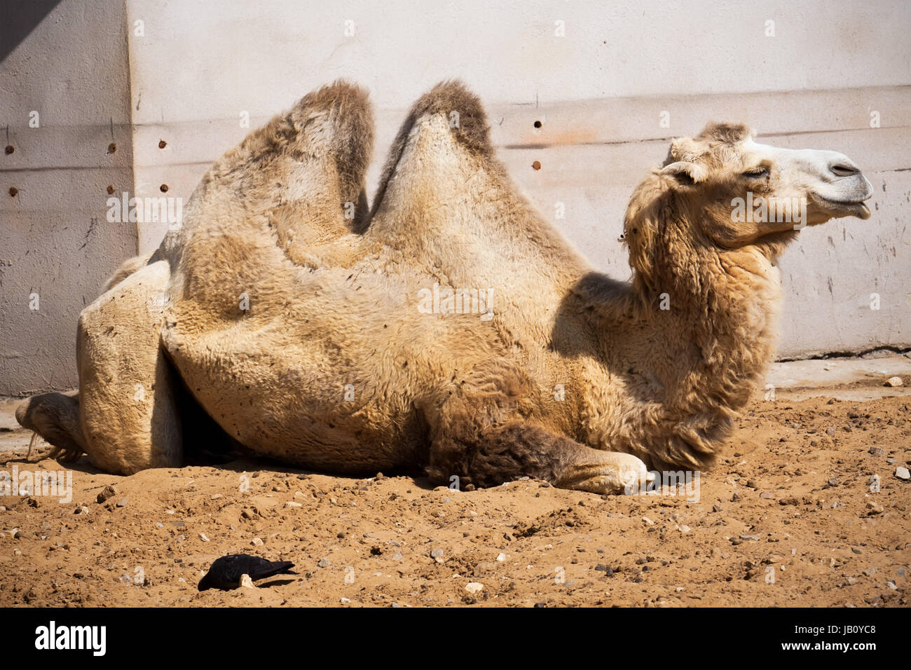 Nice close up photo of big camel Stock Photo - Alamy