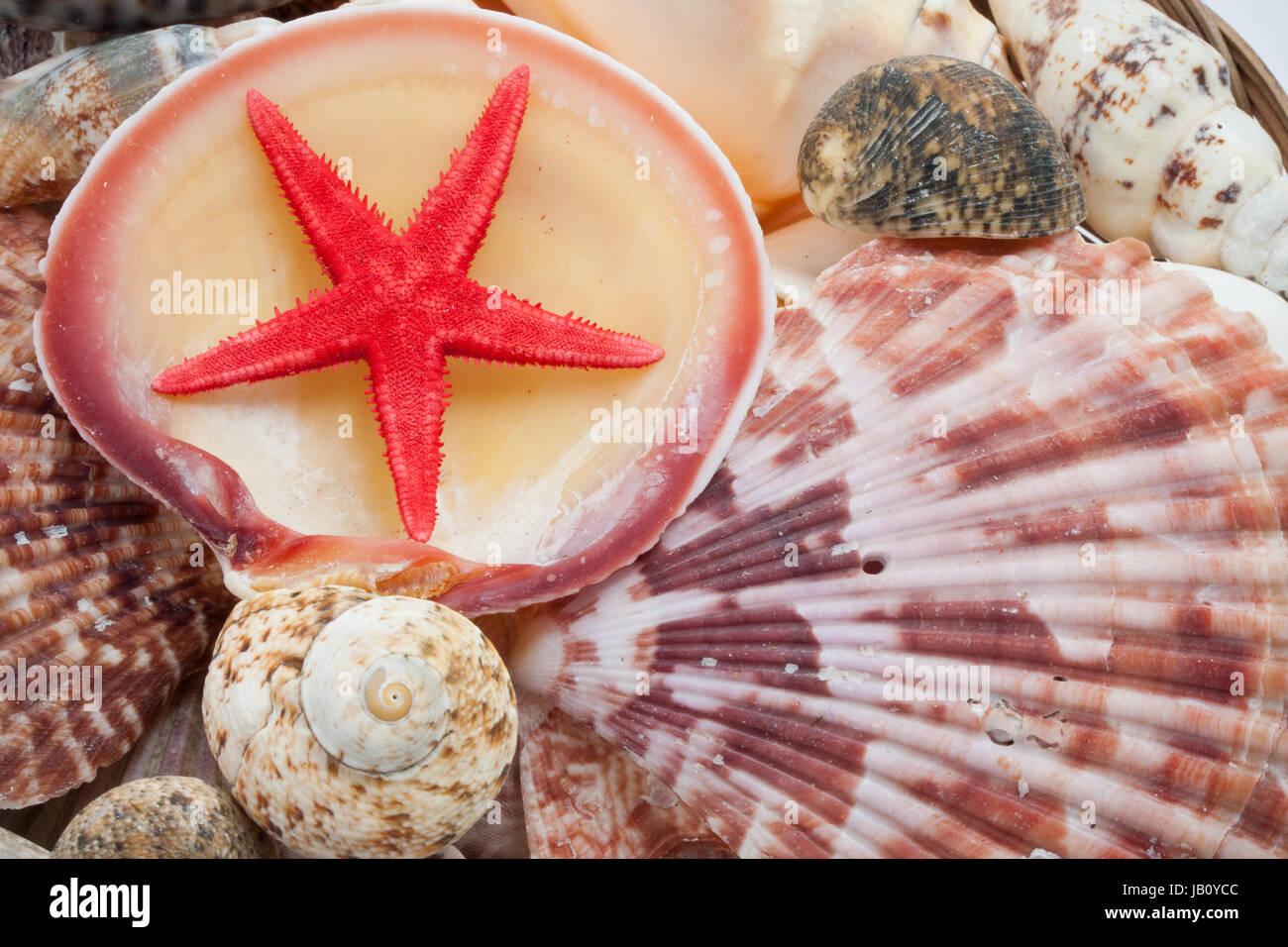 Background made from tropical seashells on sandy beach Stock Photo - Alamy