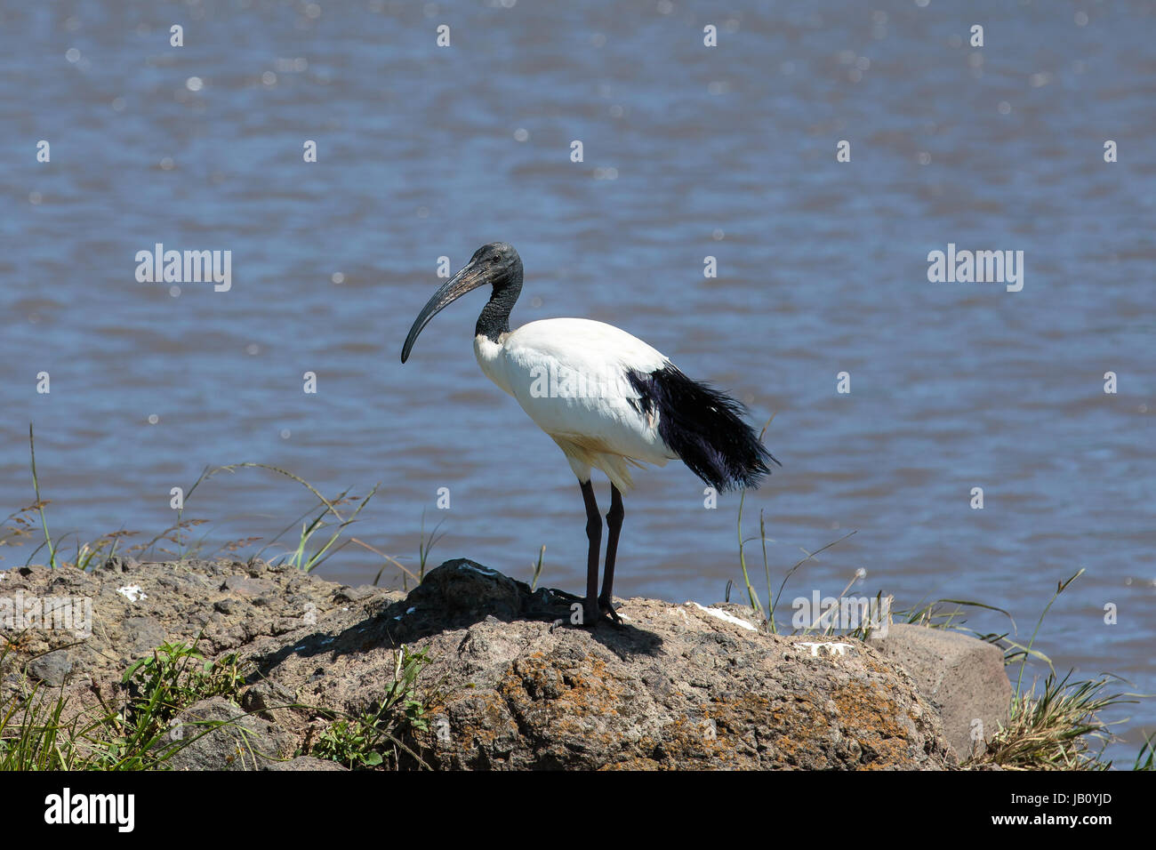 African Sacred Ibis Stock Photo - Alamy