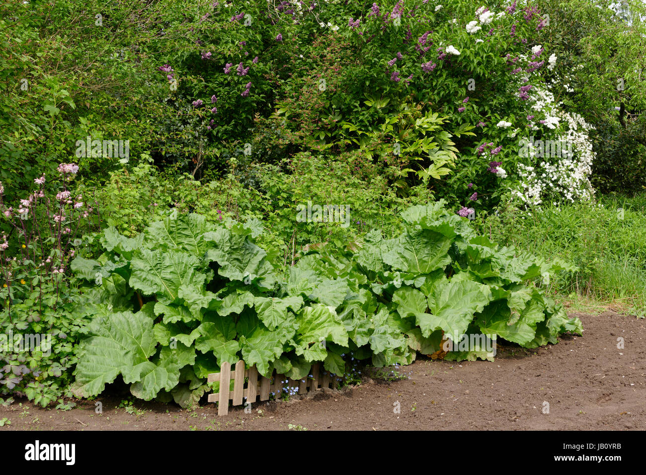 Rhubarb (Rheum rhabarbarum) in front of a flowering hedge, in may ...