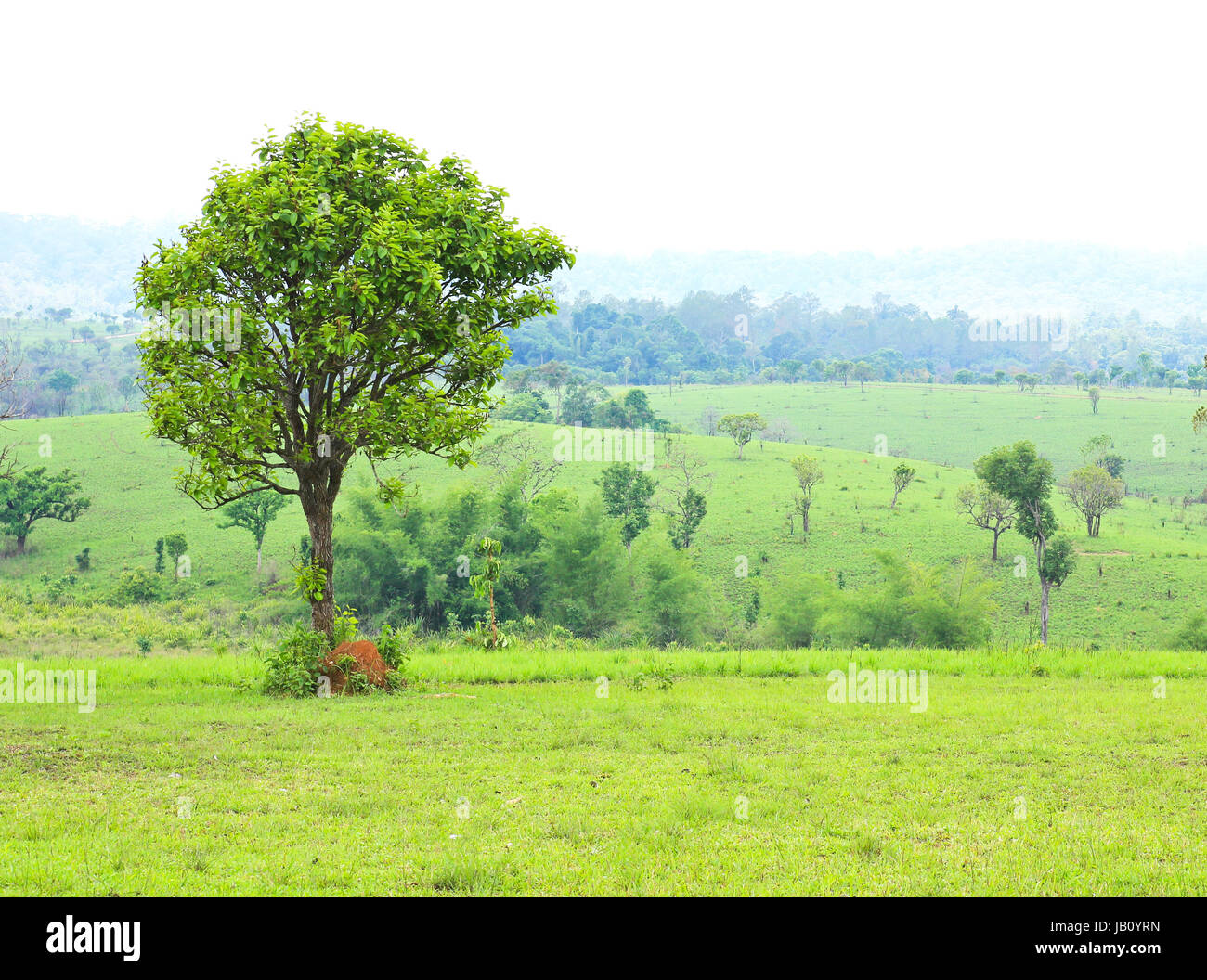 Field of grass and tree Stock Photo - Alamy