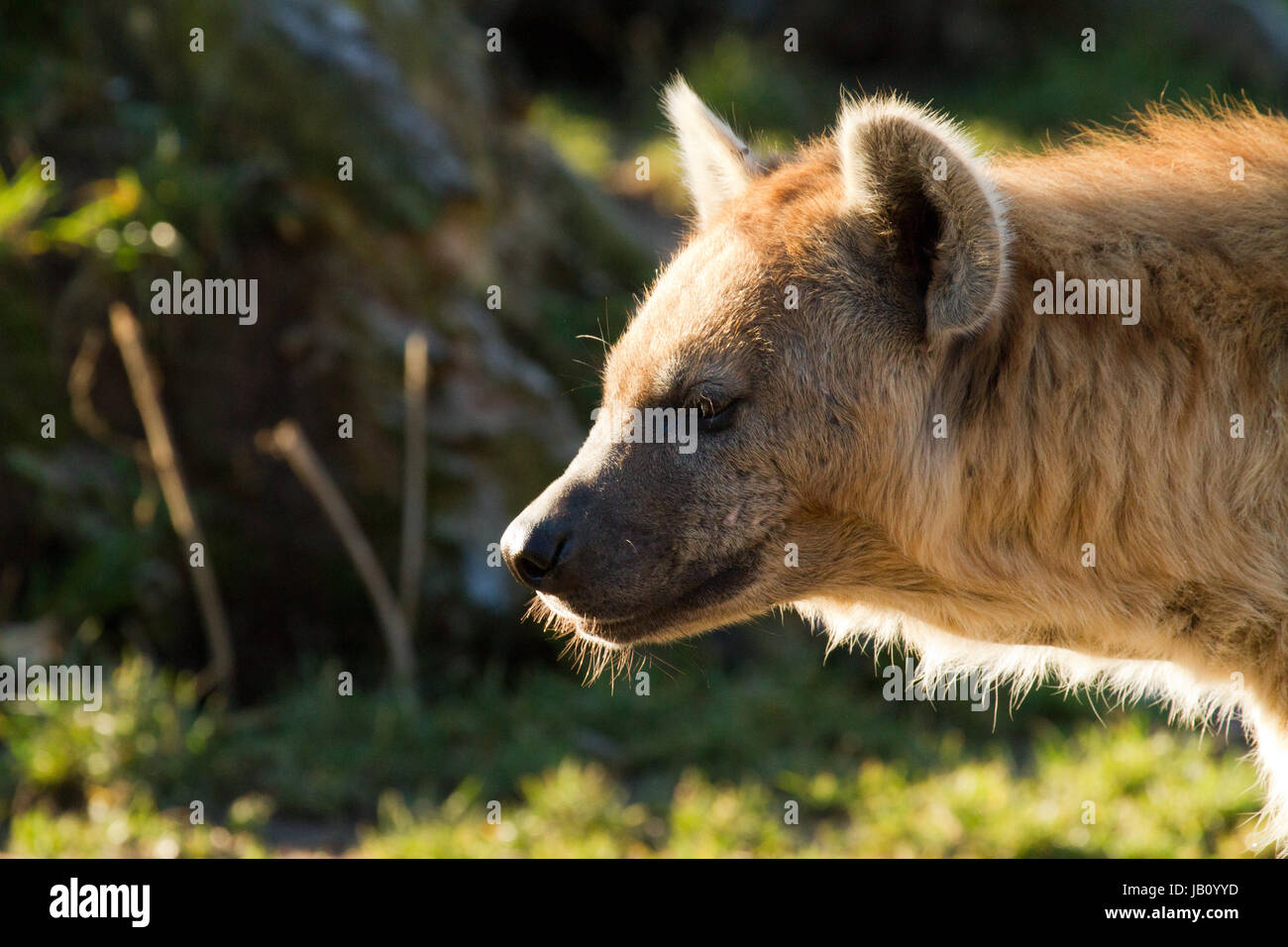 Strong animals hi-res stock photography and images - Alamy