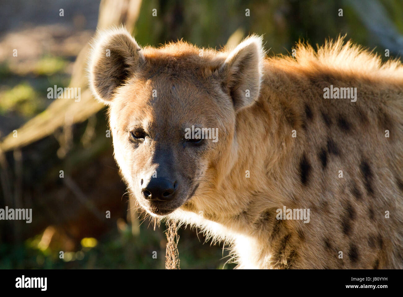 Strong animals hi-res stock photography and images - Alamy