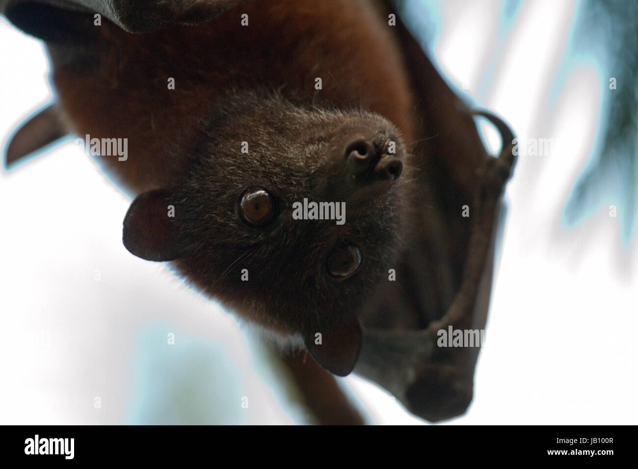 Dwarf fruit bat hi-res stock photography and images - Alamy