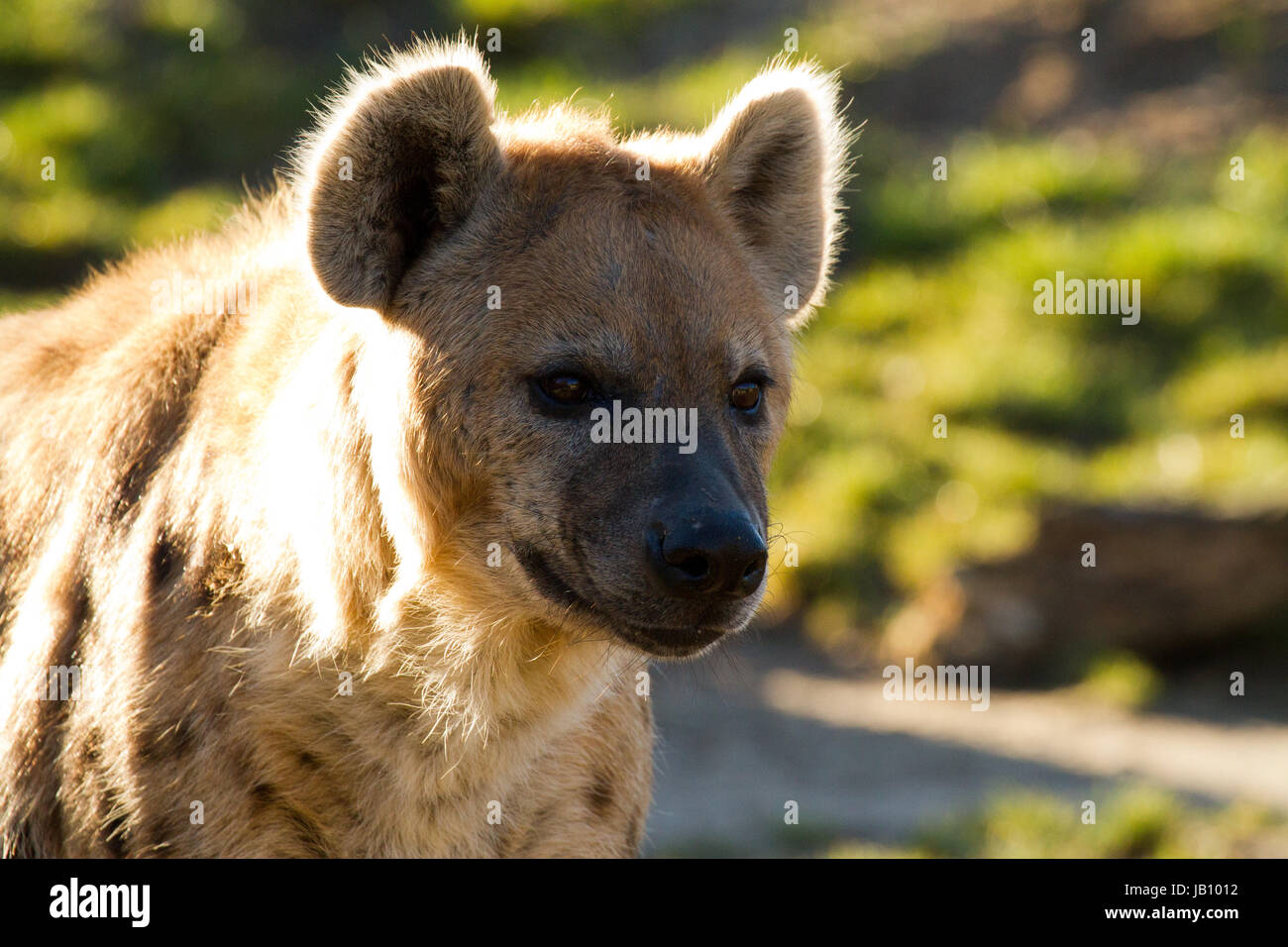 Brown hyena hunt hi-res stock photography and images - Alamy