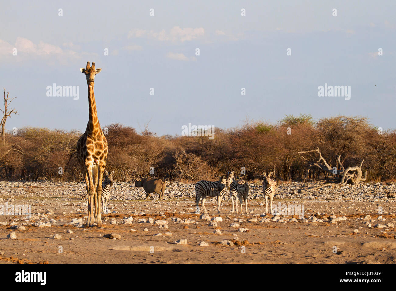 giraffe,rhino and zebra Stock Photo - Alamy