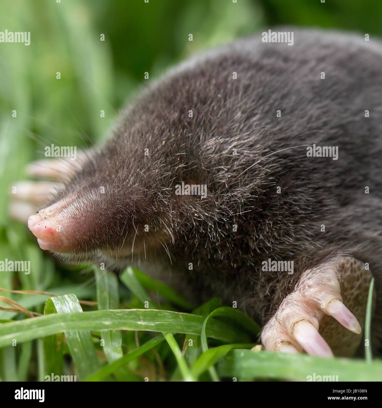 european mole / mole Stock Photo - Alamy