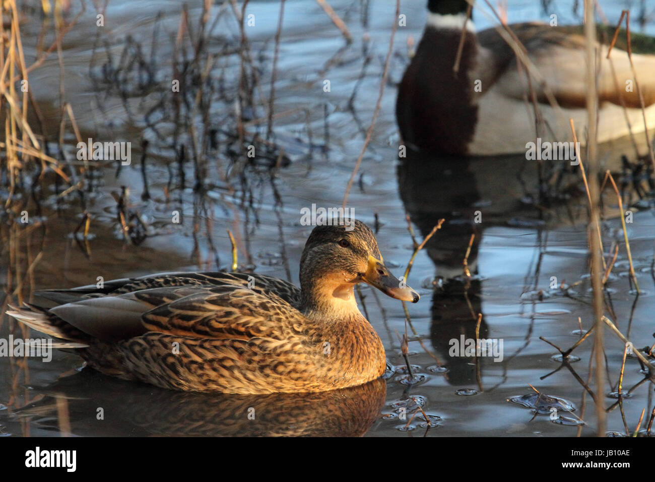 Weibliche ente hi-res stock photography and images - Alamy
