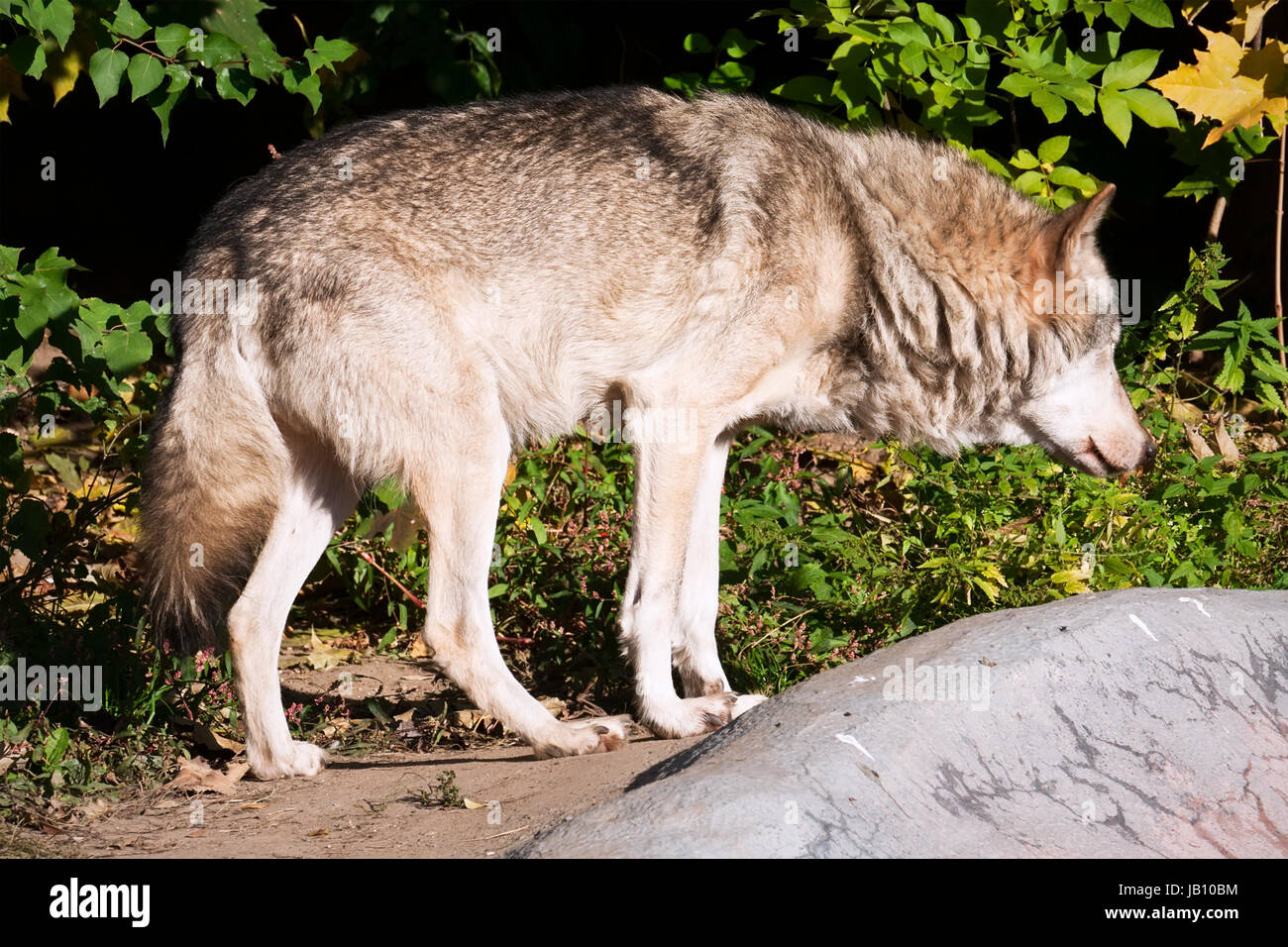 Nice close up portrait of gray wolf Stock Photo - Alamy