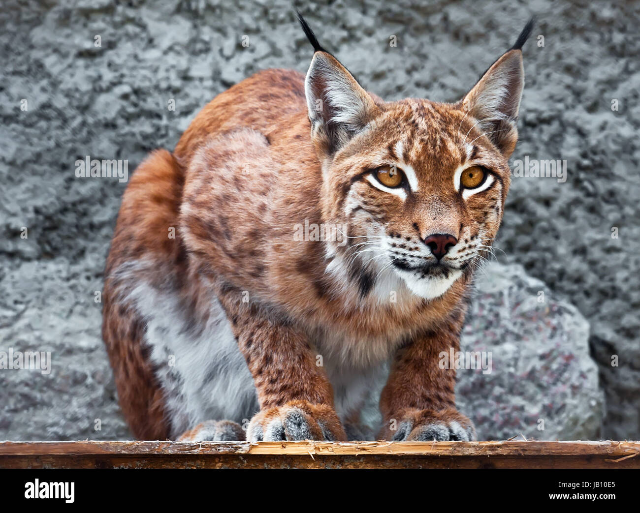 Beautiful photo of graceful big cat Lynx Stock Photo - Alamy