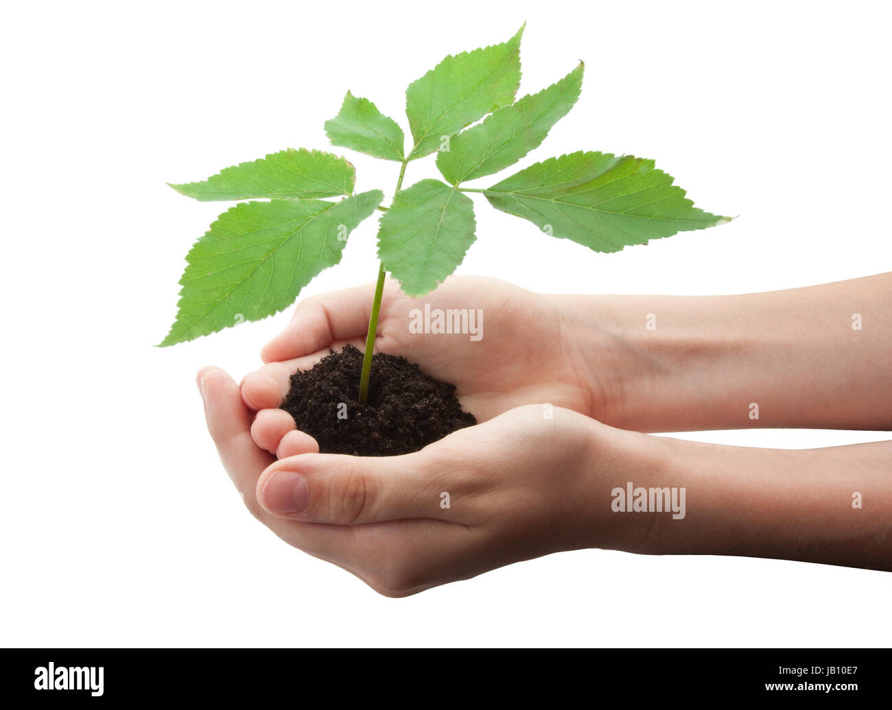 Hands holding small young tree isolated on white background Stock Photo ...