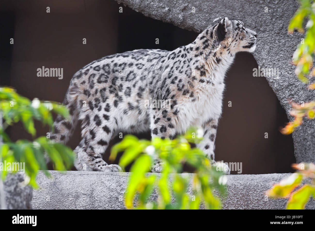 Beautiful close-up photo of rare Snow Leopard Stock Photo - Alamy