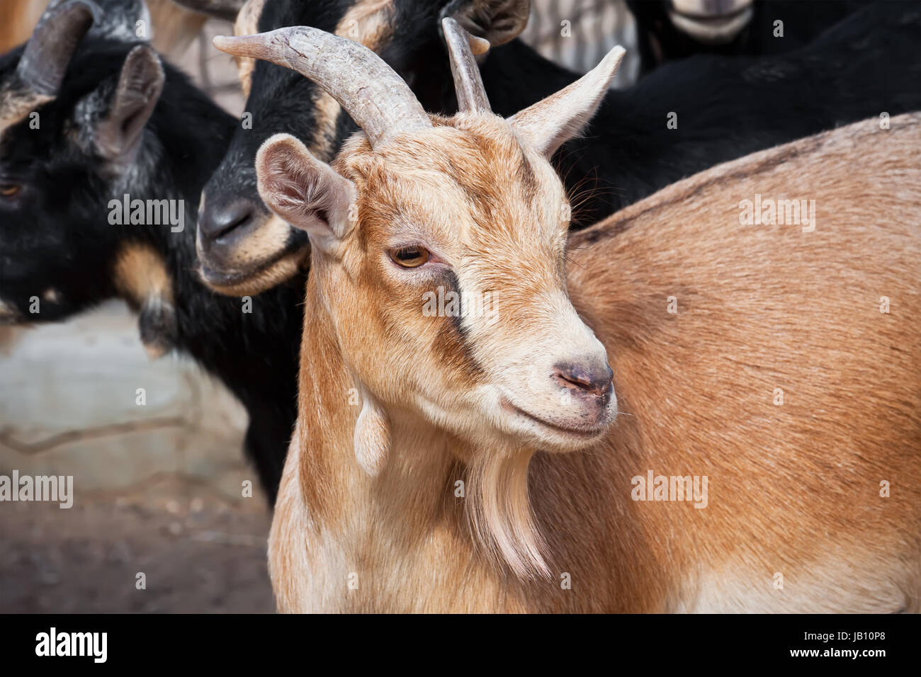 Nice close-up portrait of cute baby goat Stock Photo - Alamy