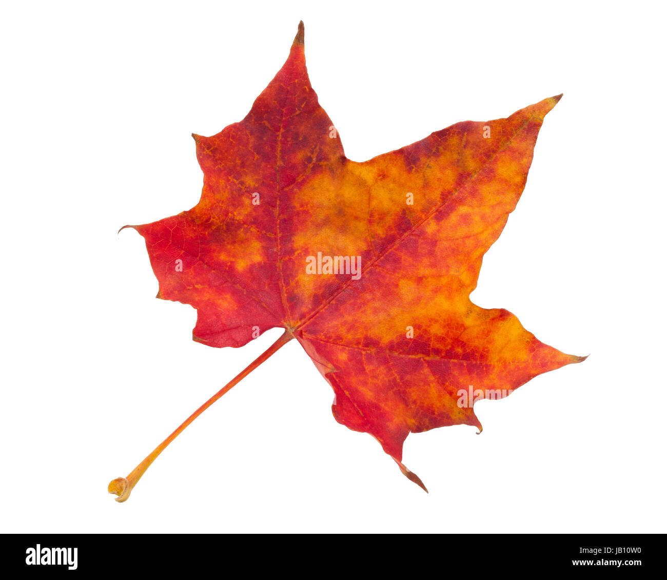 Beautiful maple leaf isolated on white background Stock Photo - Alamy