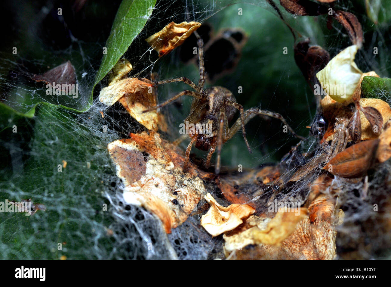 spider in hiding Stock Photo - Alamy