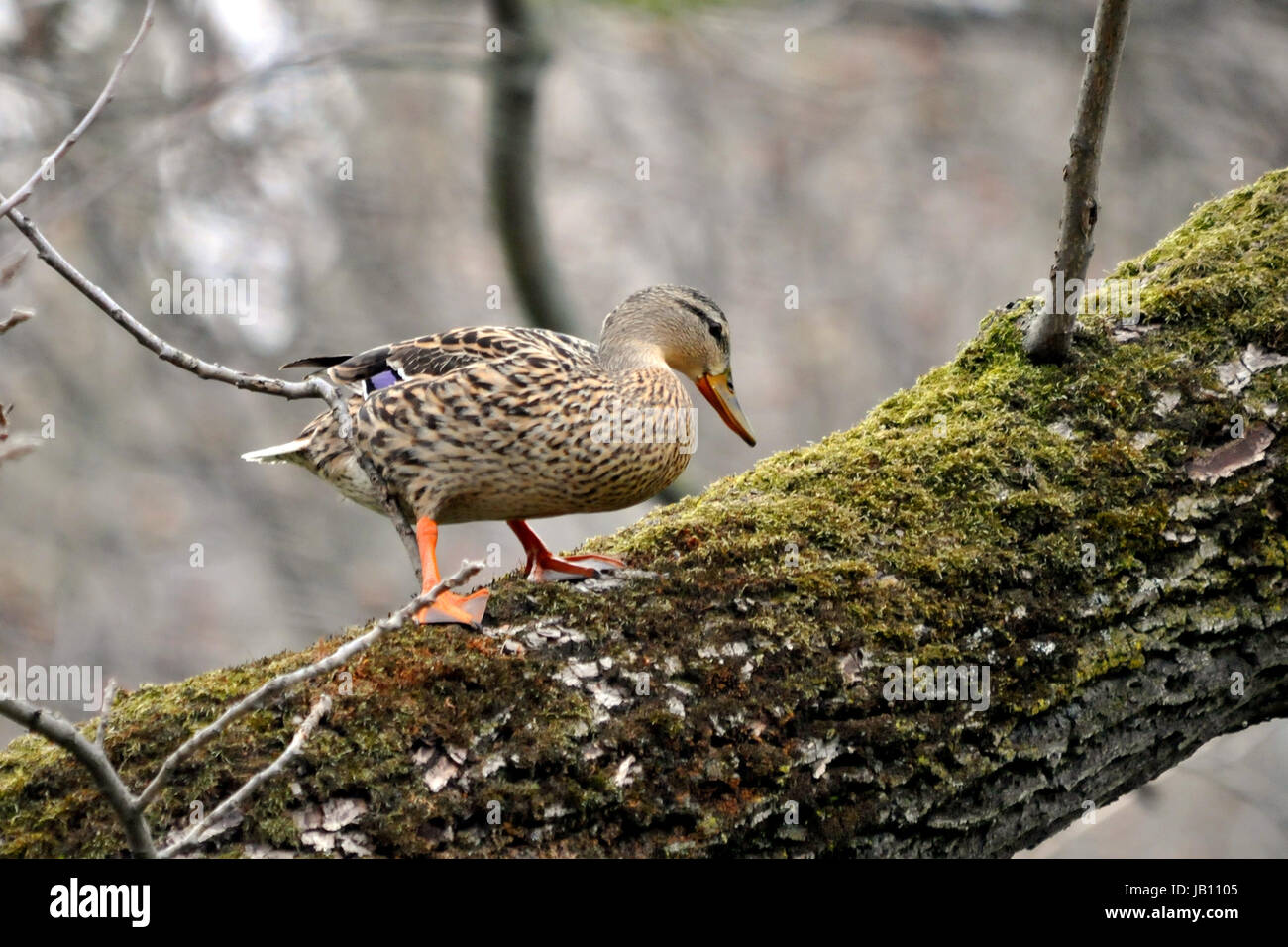 mallard in tree Stock Photo - Alamy
