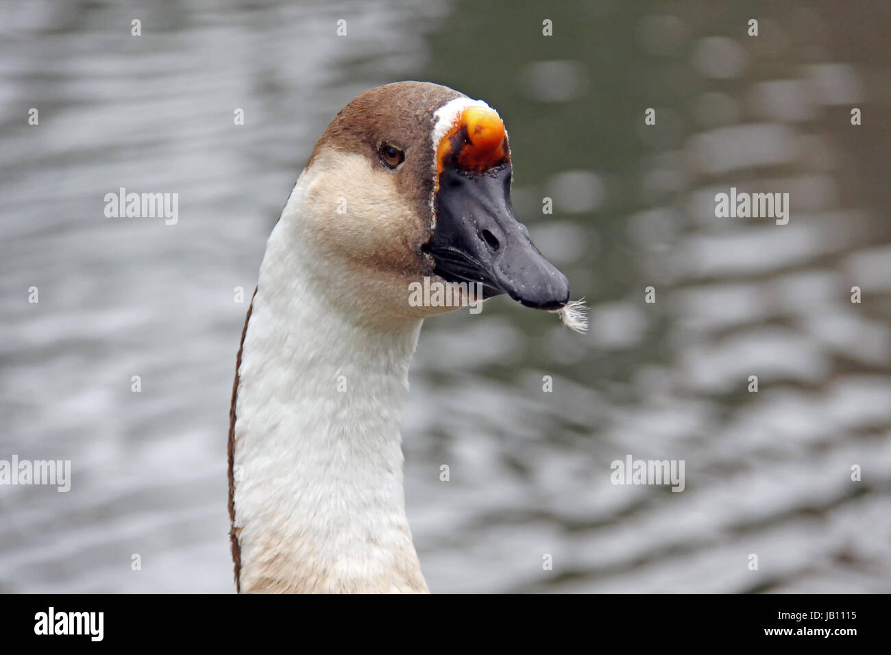 portrait of a gander Stock Photo - Alamy