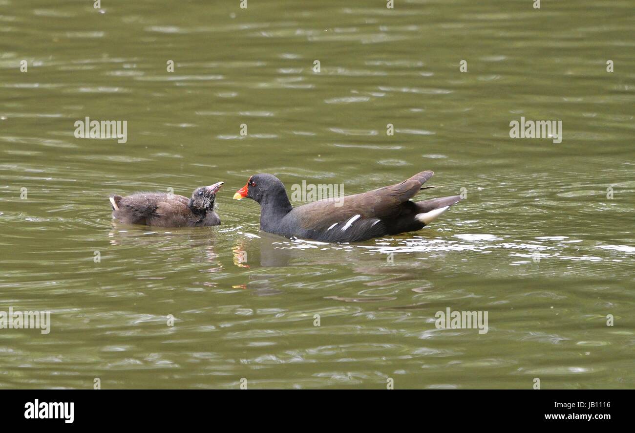 A moorhen carries food in her mouth to pass to her young Stock Photo ...