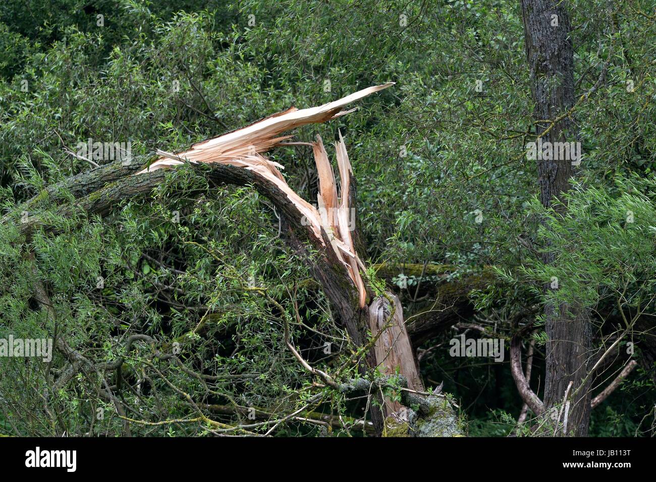 A tree trunk almost split in half Stock Photo - Alamy