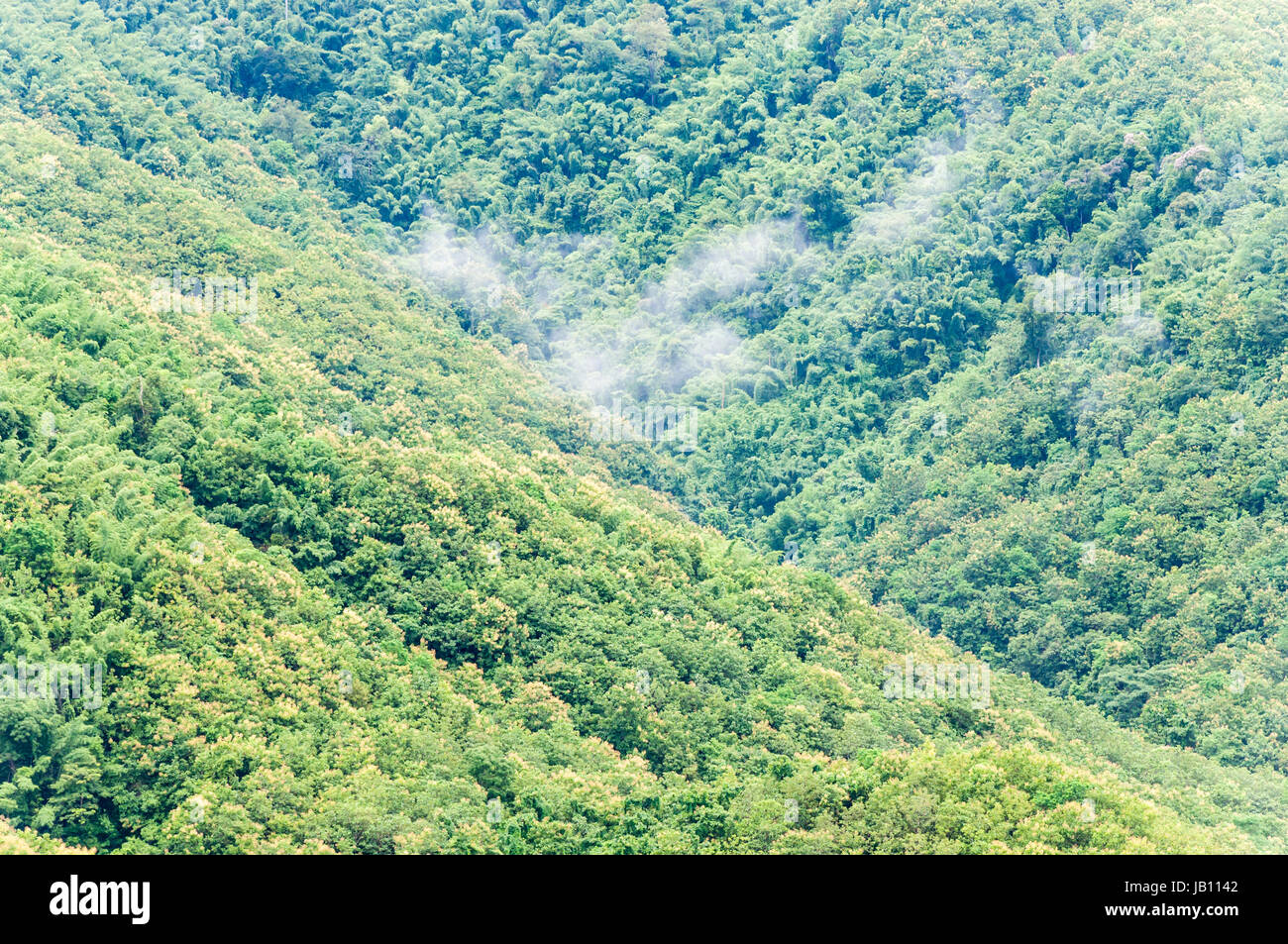 Teak forest hi-res stock photography and images - Alamy